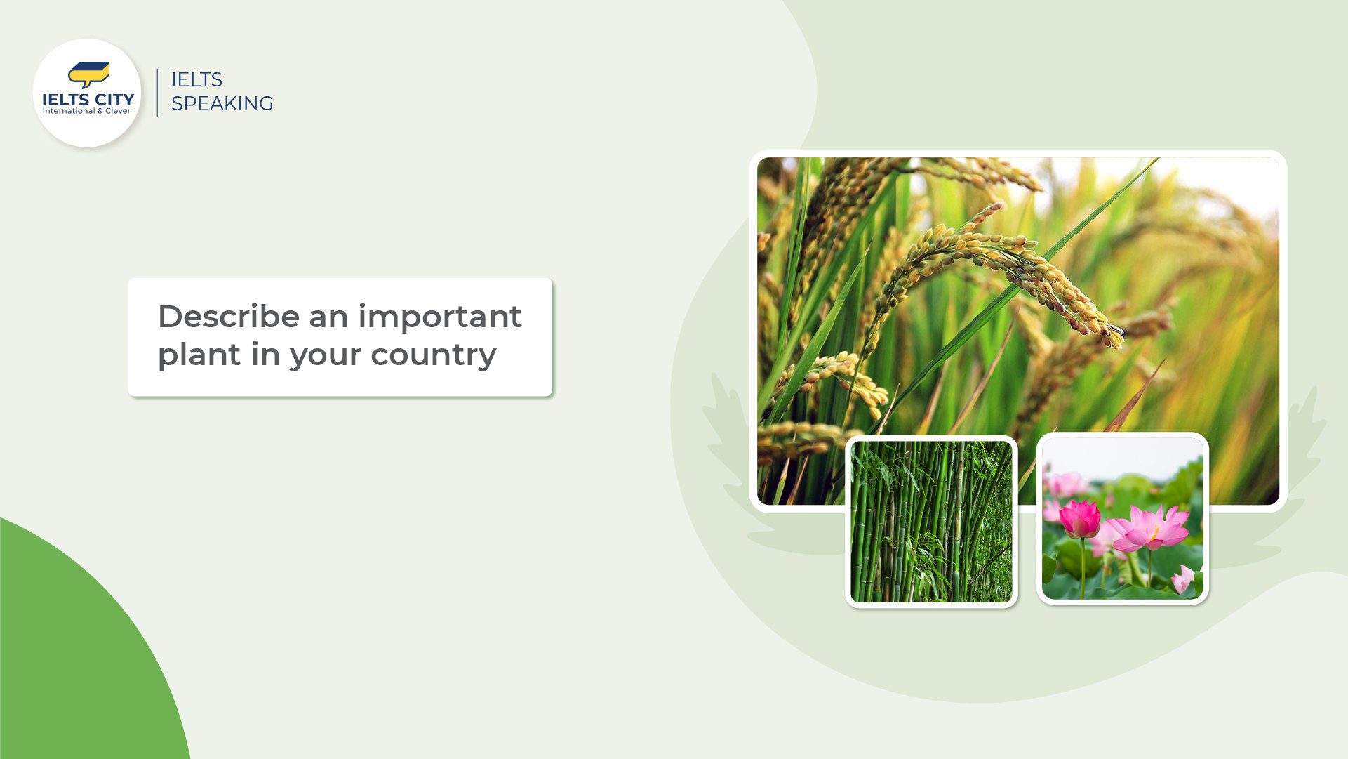 Describe an important plant in your country - Bài mẫu Speaking Part 2 & 3